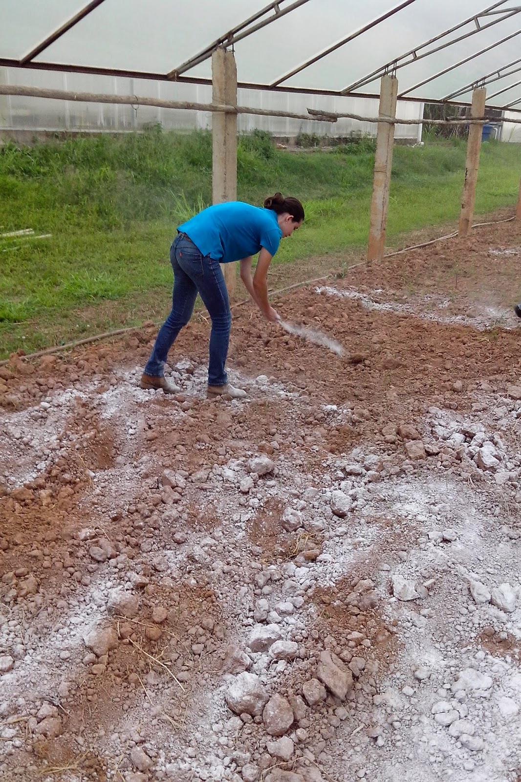 Preparo de solo, calagem e adubação. ~ Cultivo de Tomate: passo a passo