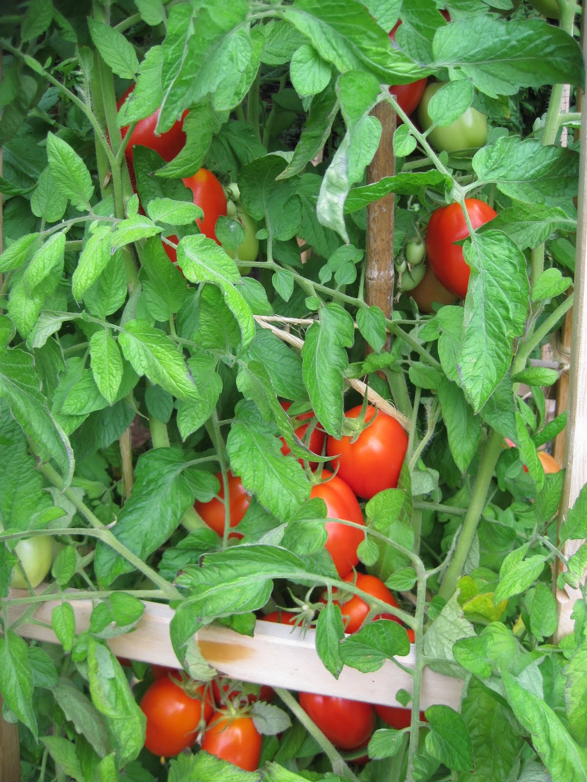 Loving Eating: Tomato Soup Base and Soup