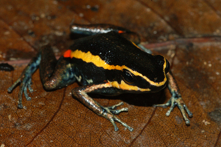 Explora la Venezuela Natural con Río Verde: JOYAS SECRETAS DE LOS ...