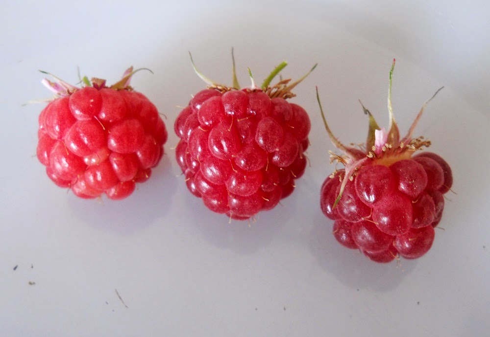 Plantas para hombres: rubus idaeus, frambueso