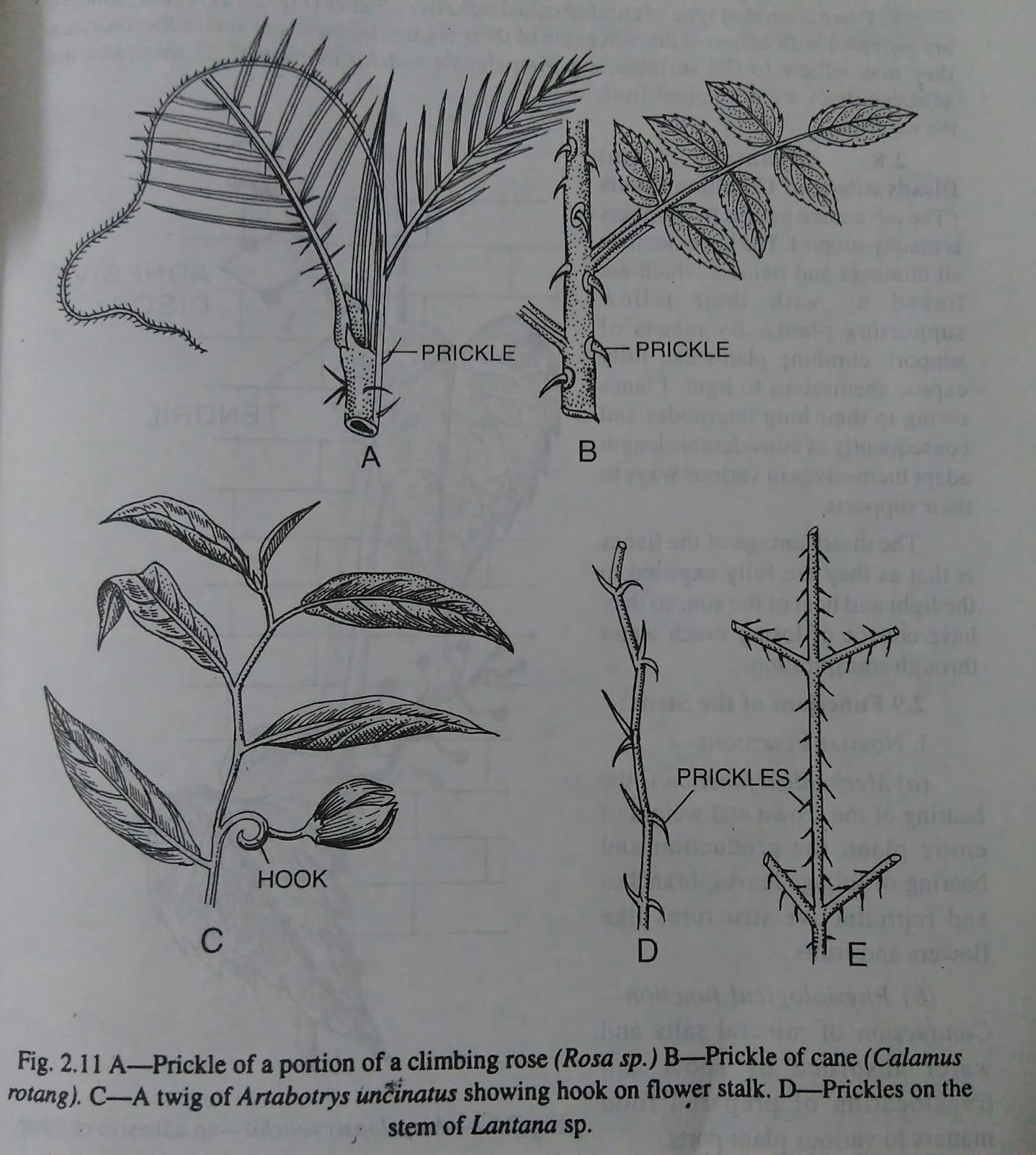 Stems: kinds of stems, strong stems,weak stems- digieduco