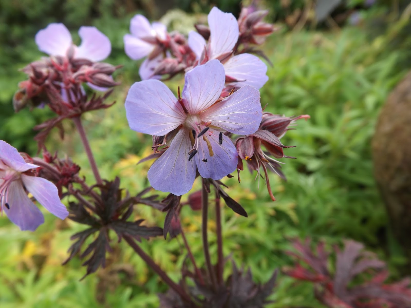 Le Jardin de la Salamandre: Geranium pratense