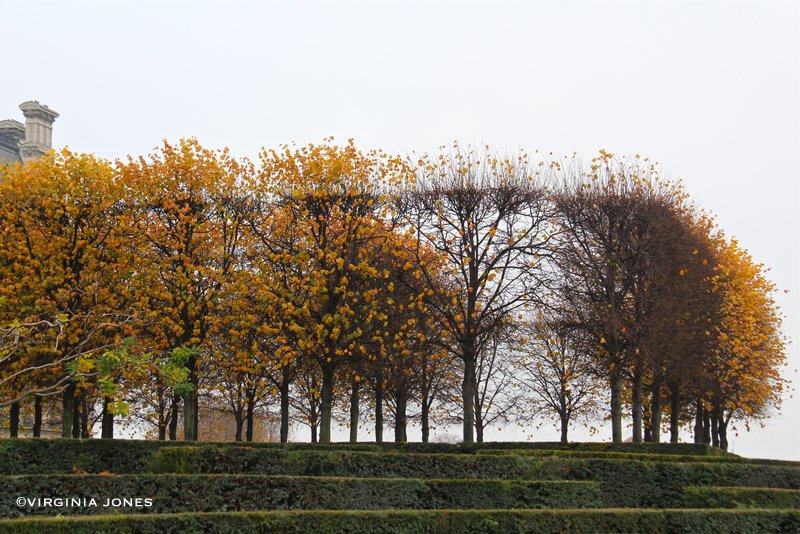 Paris Through My Lens: Pollarding in Paris