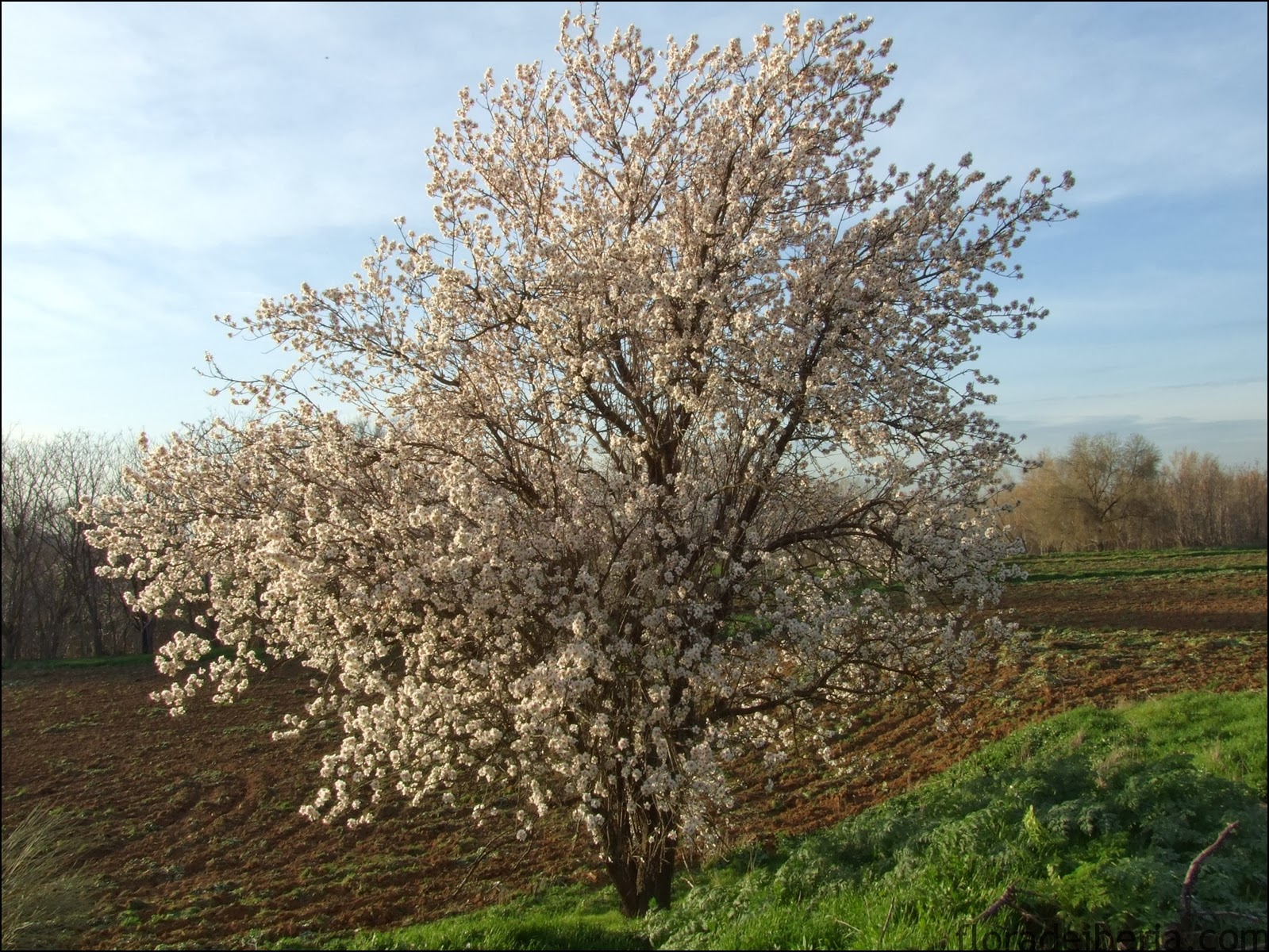 Fichas Botánicas: ALMENDRO (Prunus dulcis)