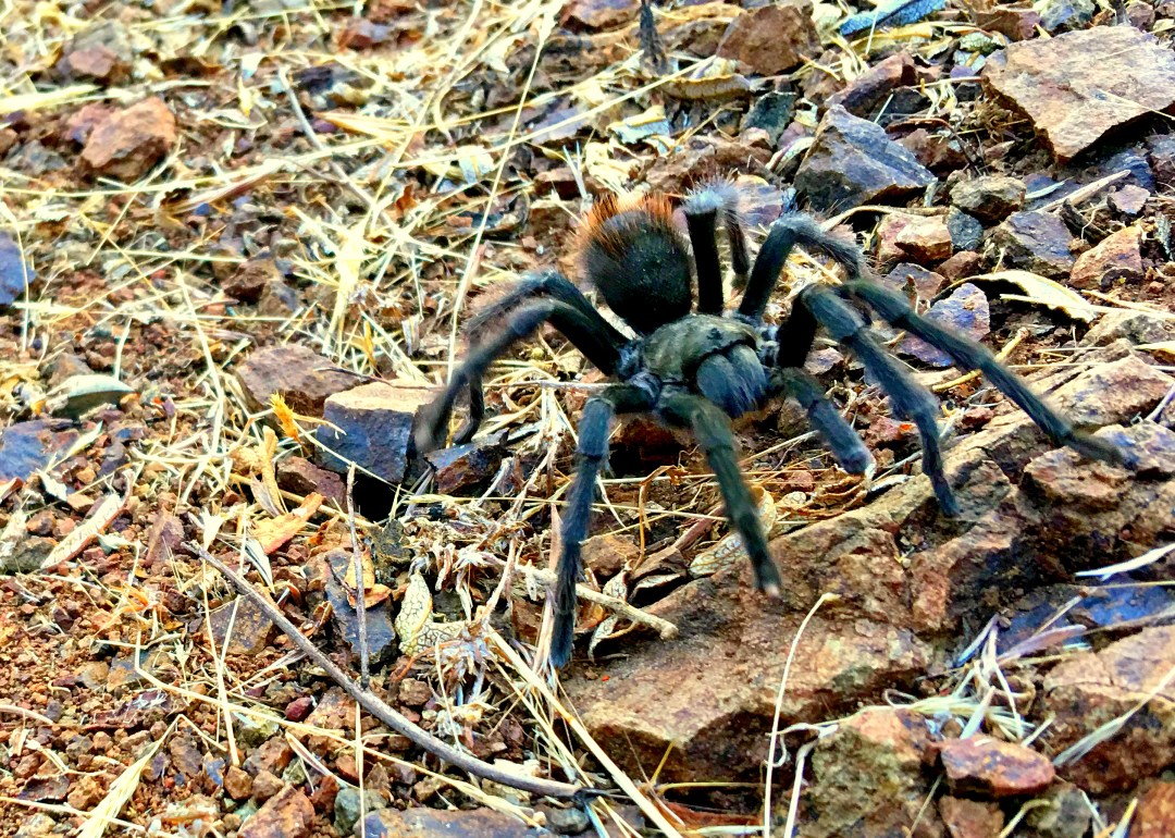 Hiking Among Tarantulas Mt. Diablo State Park Near San Francisco