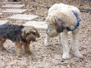 Dog Day Afternoon Boarding, Doggie Daycare & Grooming: Happy Haley!