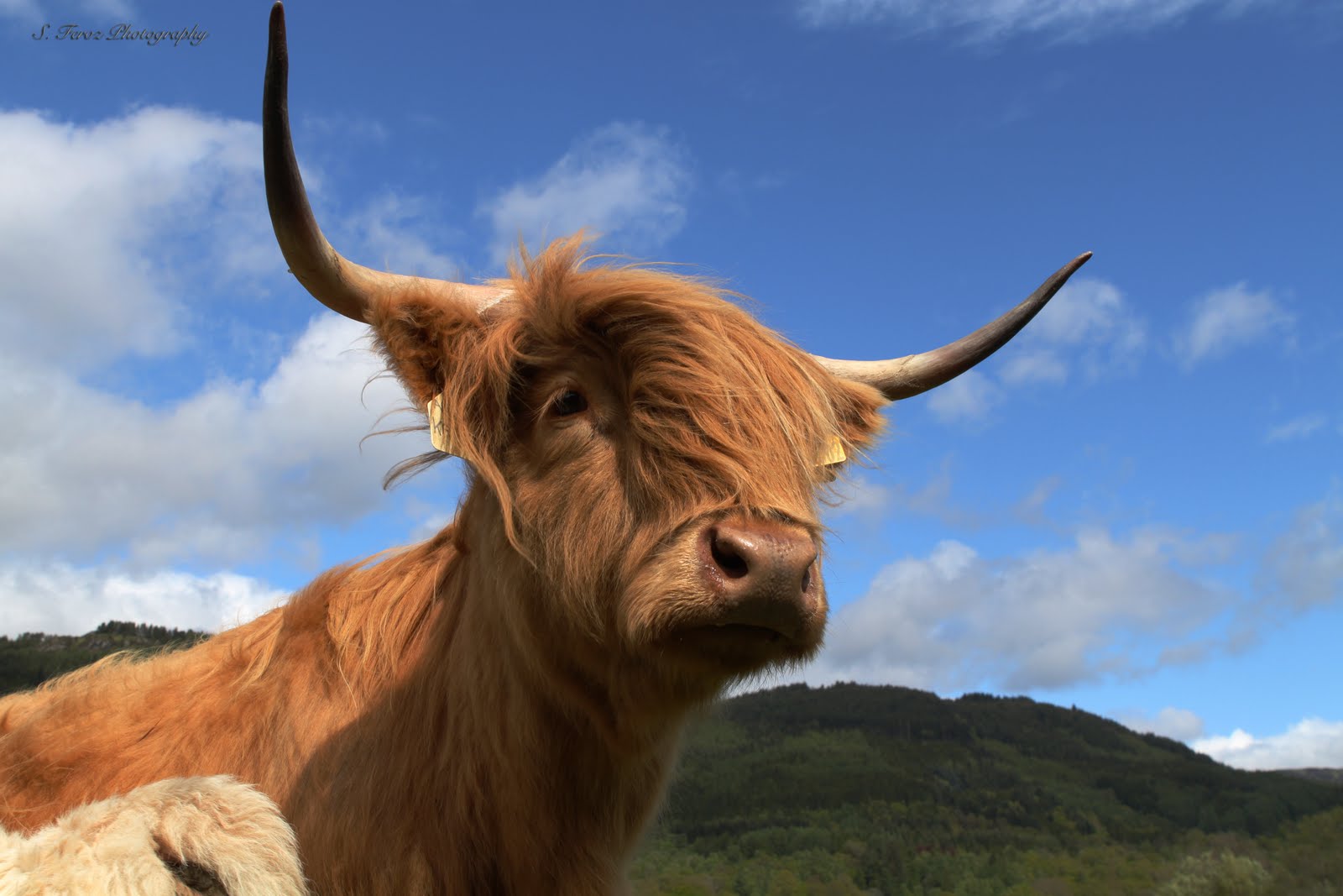 The PhotoShak: The Hairy Coo's