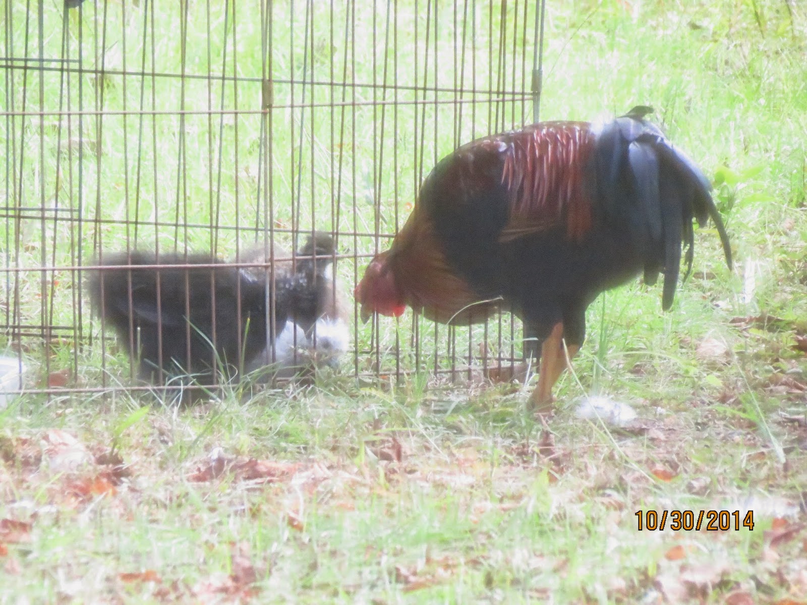 Animals In the Shadows: Commando