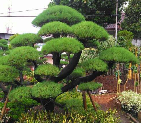 JUAL POHON CEMARA DARI BERBAGAI JENIS