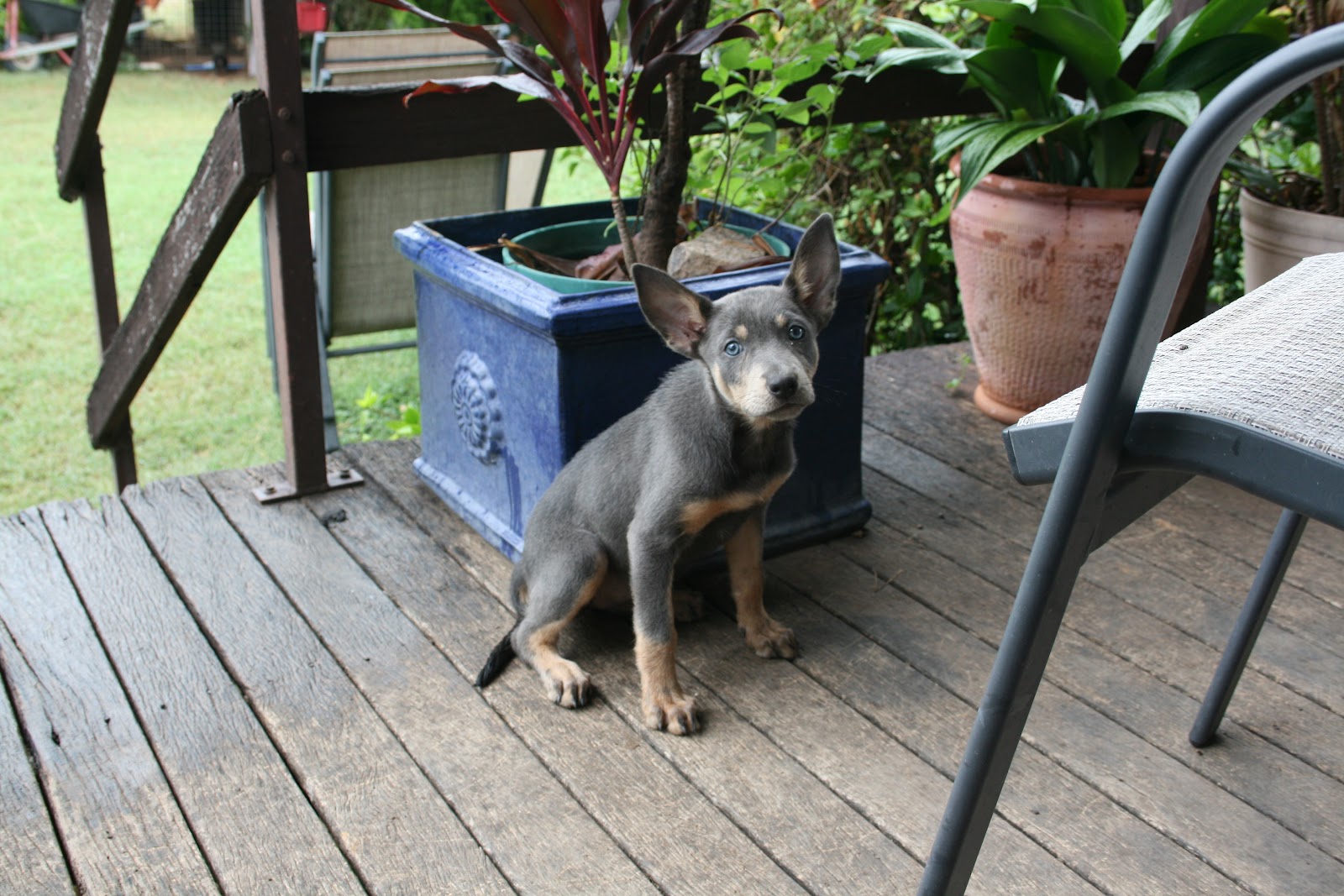 Silver Star Kelpie Stud