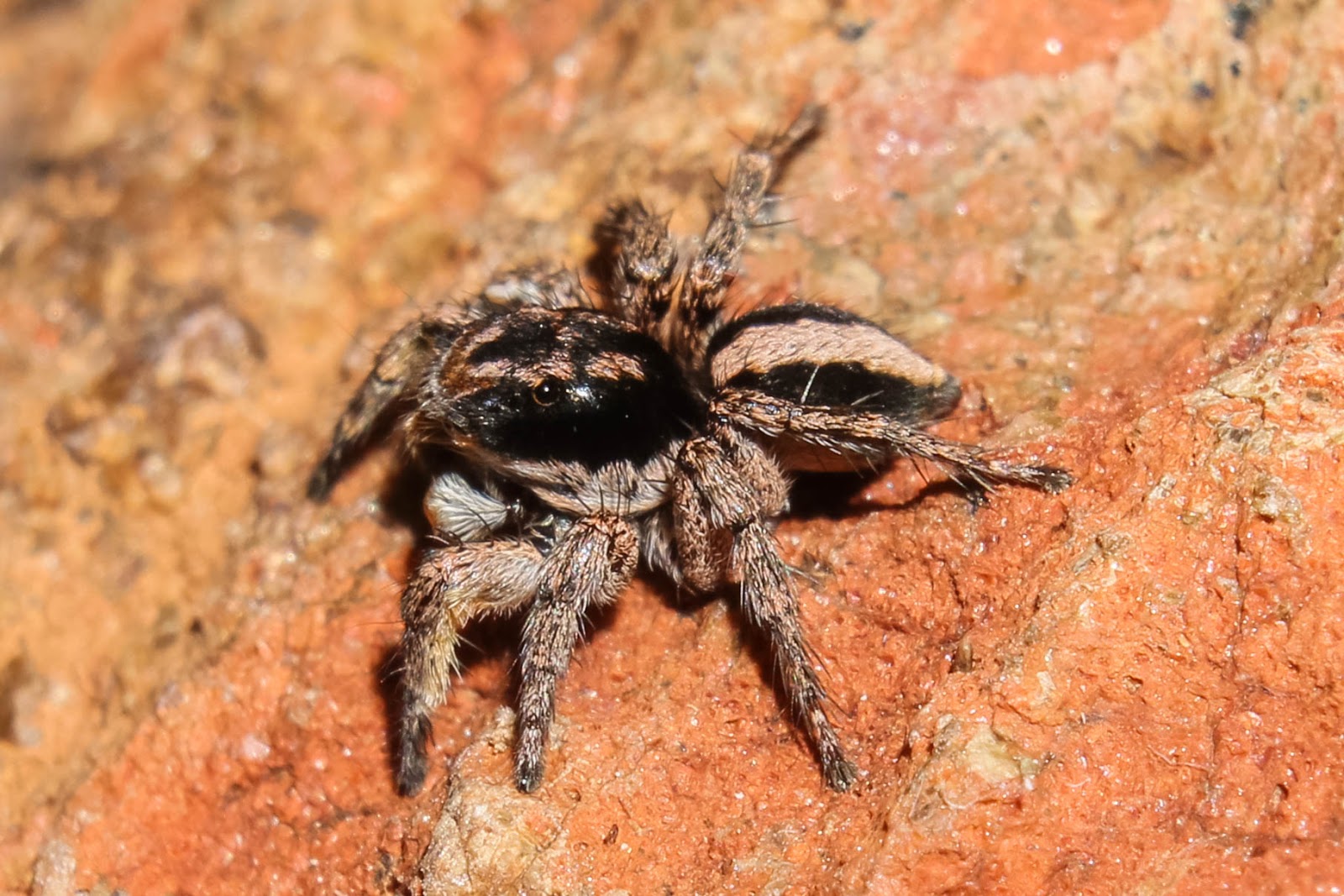 Biodiversity of Cyprus by NGO Protection of the Natural Heritage and ...