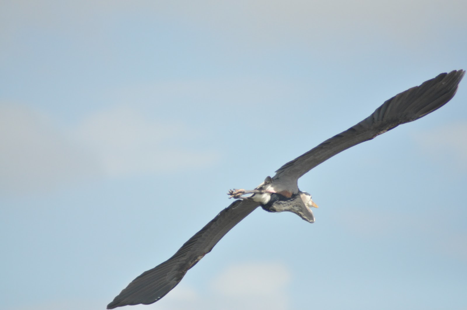 Magnum Arts: Island In The Stream - Three Rookers