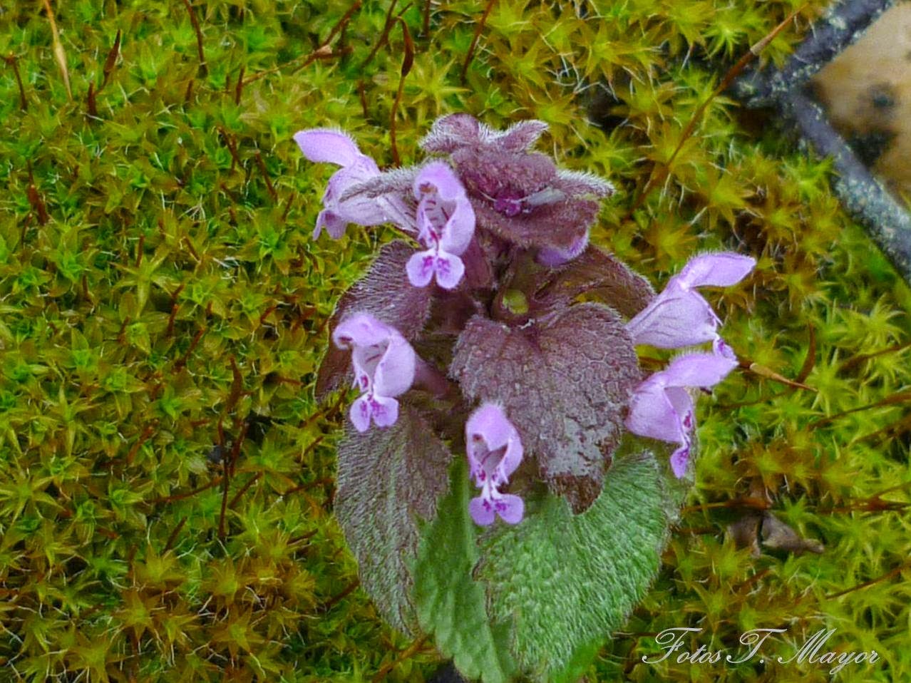 Flores y plantas silvestres: " Lamium purpureum ". Ortiga roja, Lamio ...