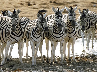 Zebra | The Life of Animals