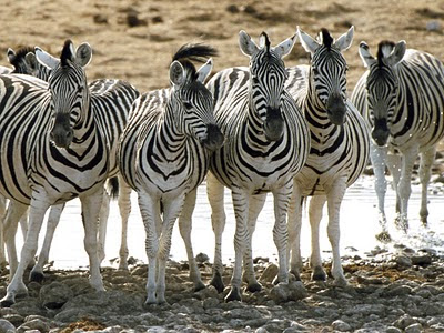 Zebra | The Life of Animals