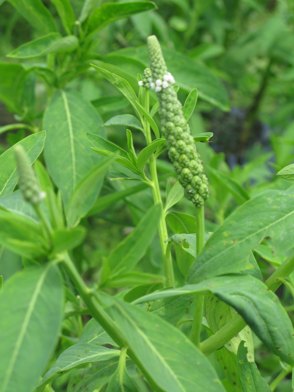 Catatan Jarek Putradi: MERAIH KEUNTUNGAN DARI BERTANAM GONDA ...