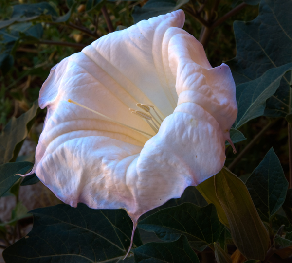 Keeping Secrets: MOONFLOWER