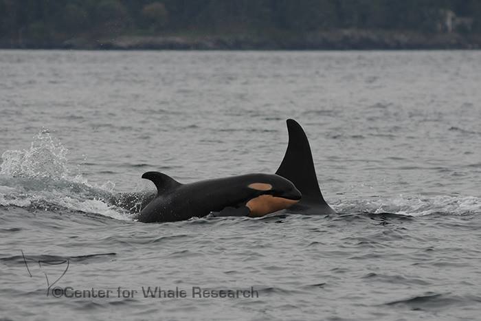 White Wolf : Wild Grandma Orca Gives Birth To Sweetest Symbol Of Hope