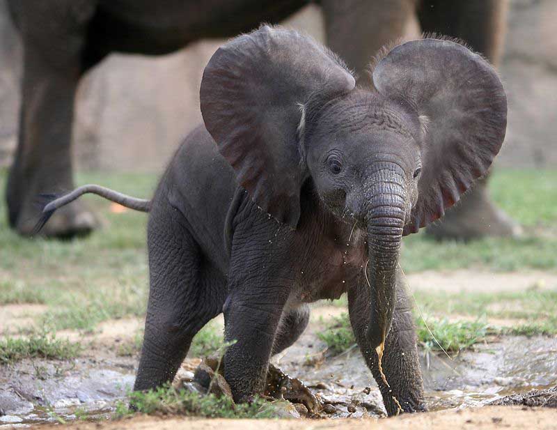 Just Cute Animals: 10 Cute Elephants