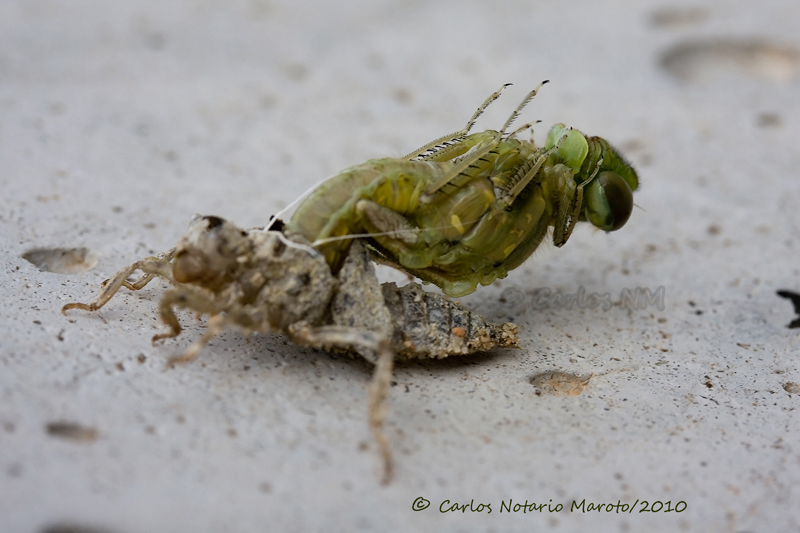 Ojos de Libélula: El nacimiento de una Libélula