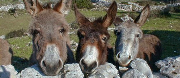 Lusitaniae Castrum: O Burro Lanudo de Miranda do Douro