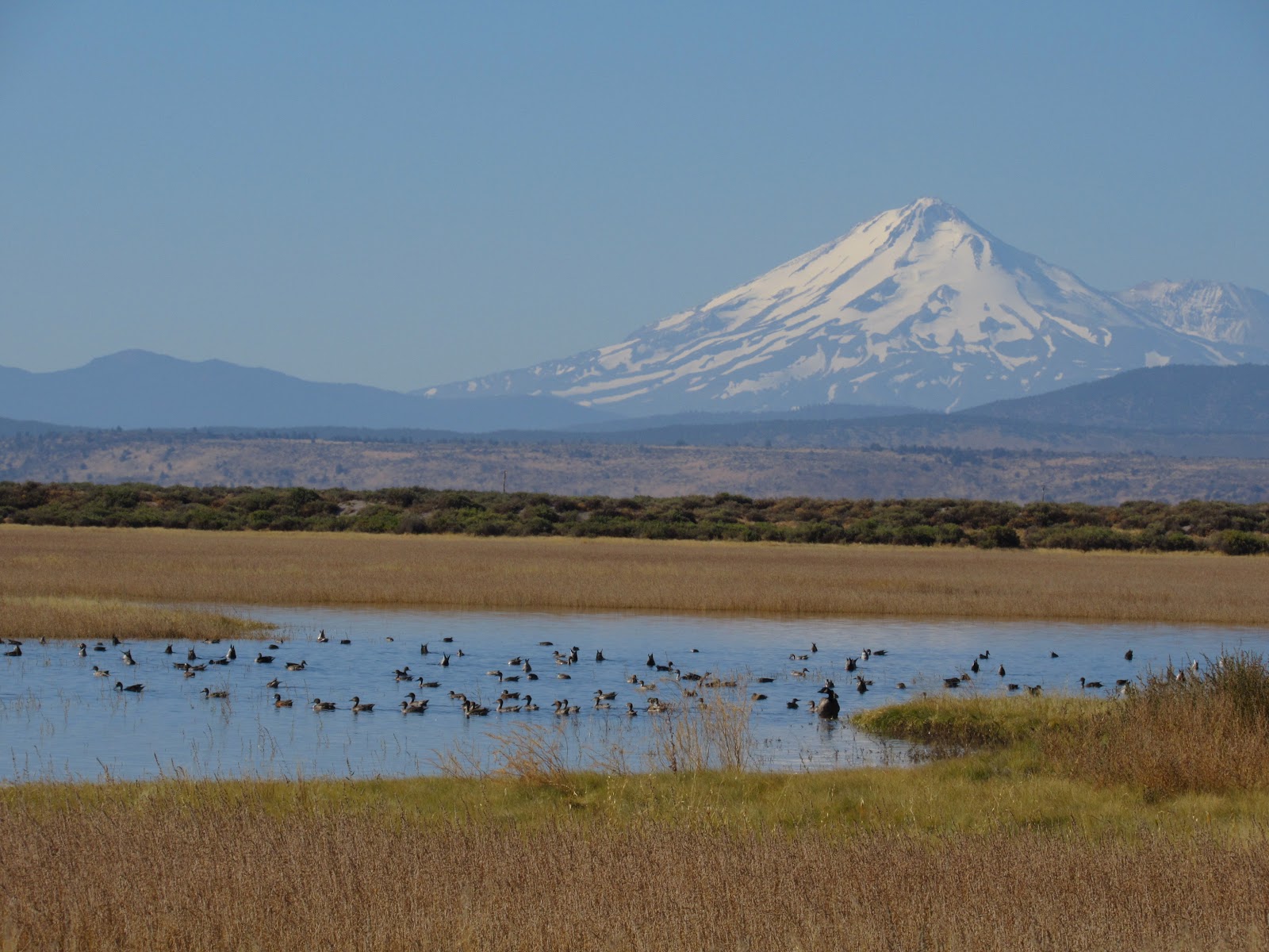 Wings and Daydreams: White Lake Unit - Lower Klamath National Wildlife ...