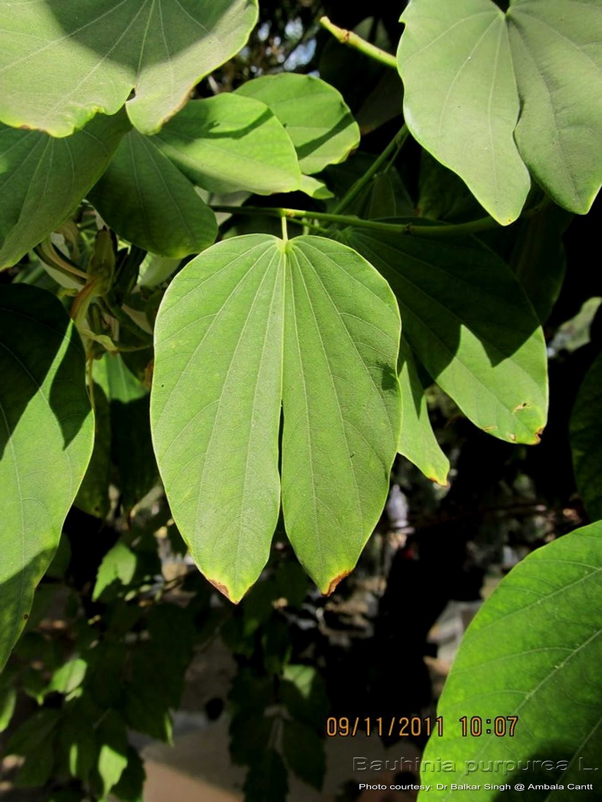 Medicinal Plants: Bauhinia purpurea, devakanchana, mandarai, Kanchanara