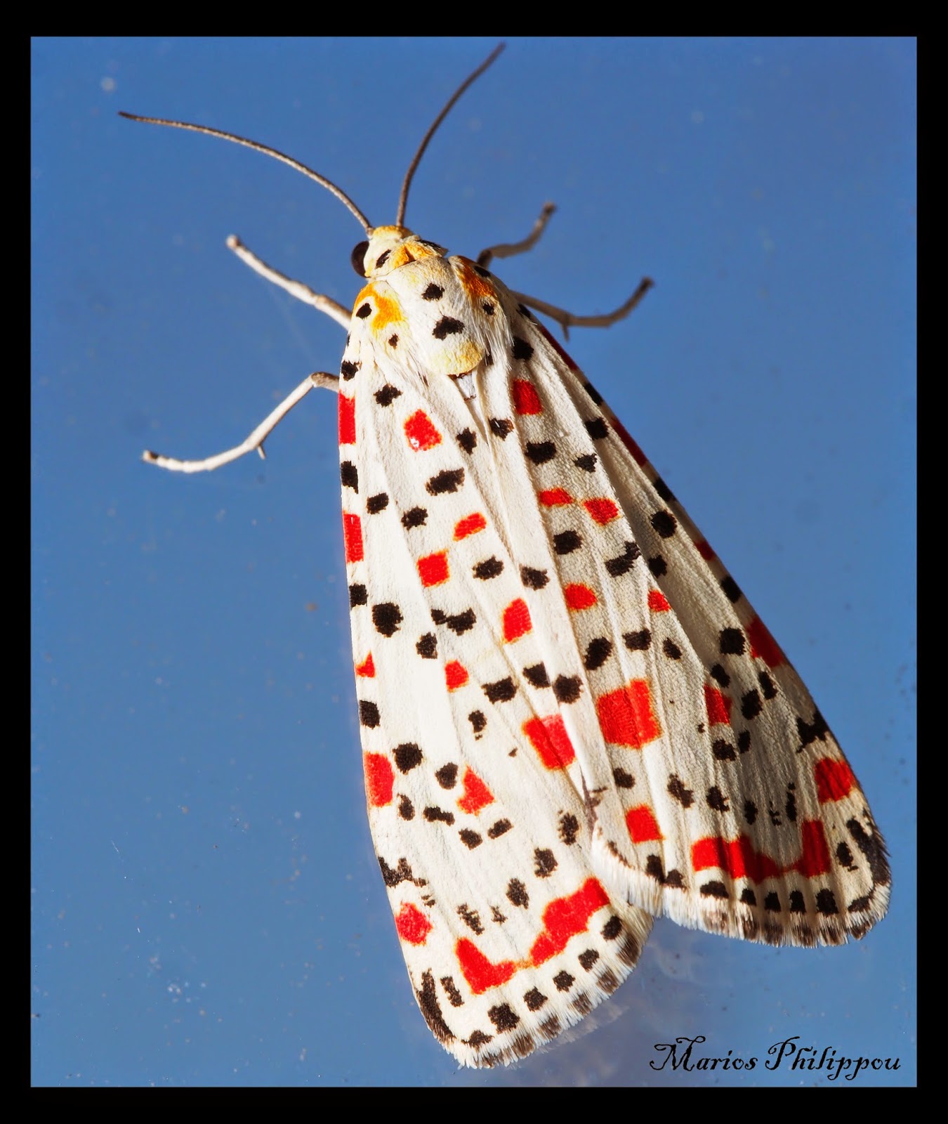 Moth: Utetheisa pulchella (Crimson-speckled Flunkey) ~ The Fauna of Cyprus