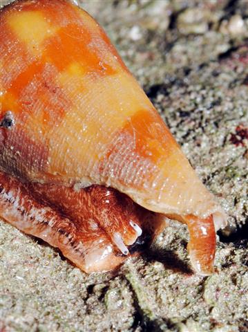 God's wonderful creation: First living sighting of the deadly cone ...