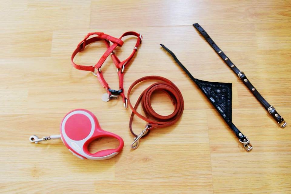 #PSIEHAJFASZYN, WARSAW DOG, CZYLI...PIES TEŻ MOŻE BYĆ TRENDY! | Pies w ...