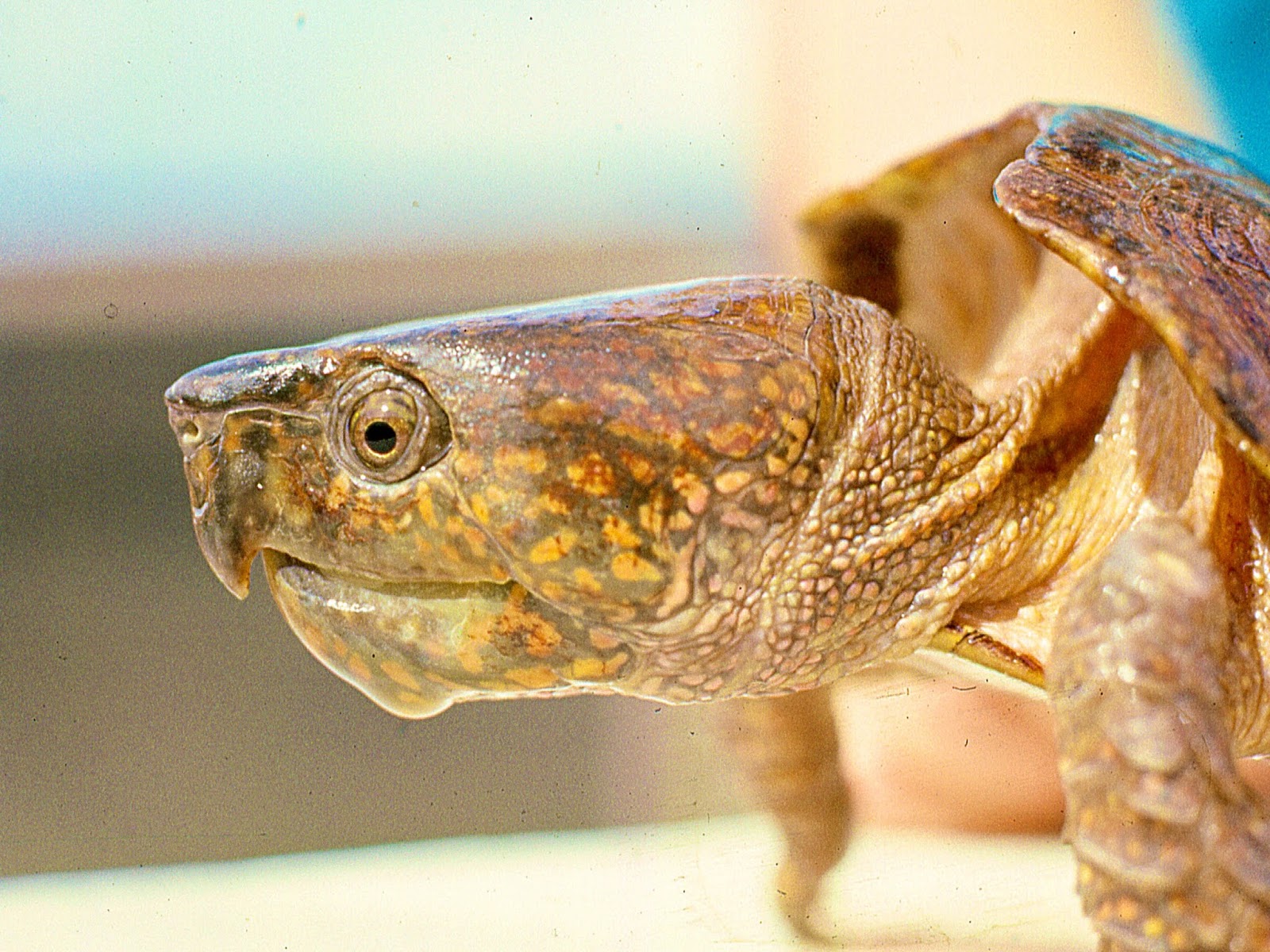 Zoology Jottings: The Big-headed Terrapin, Platysternon megacephalum ...