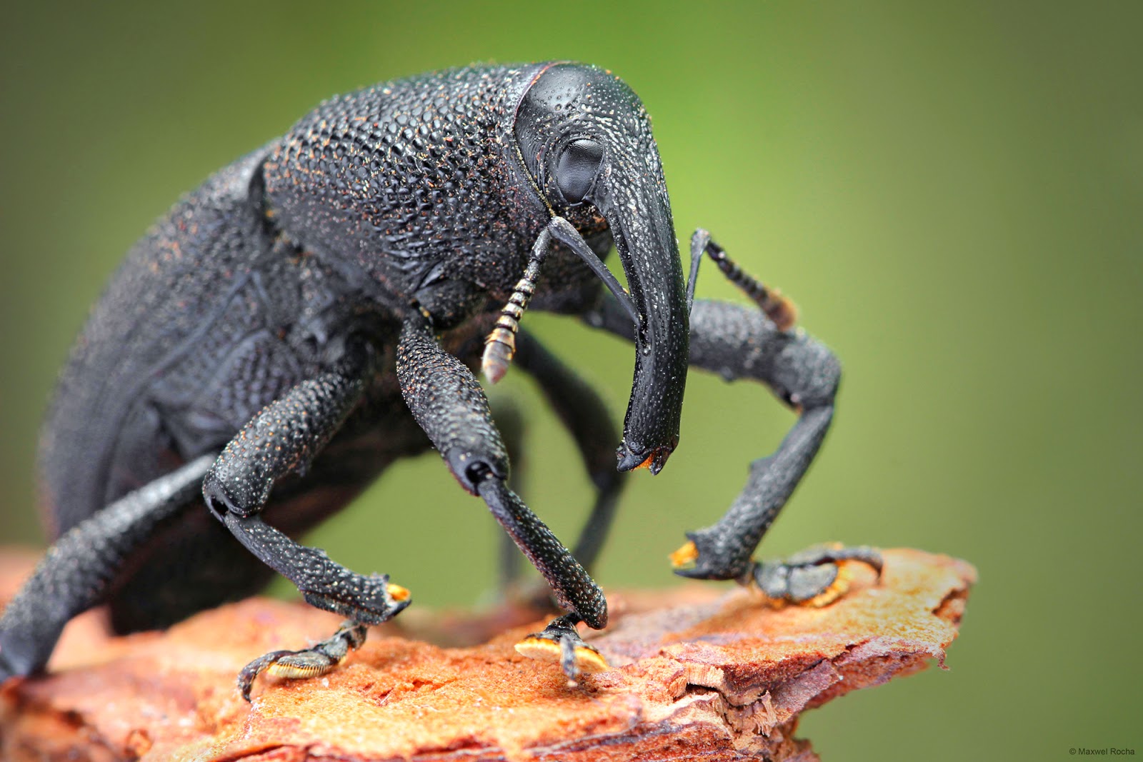 Macrofotografia por Maxwel Rocha: Besouros (Coleóptera)