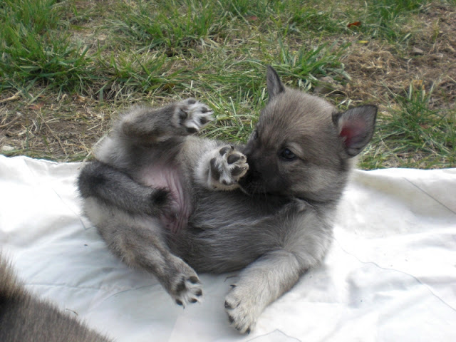 White Wolf : Meet the Swedish Vallhund, an amazing looking dog with a ...