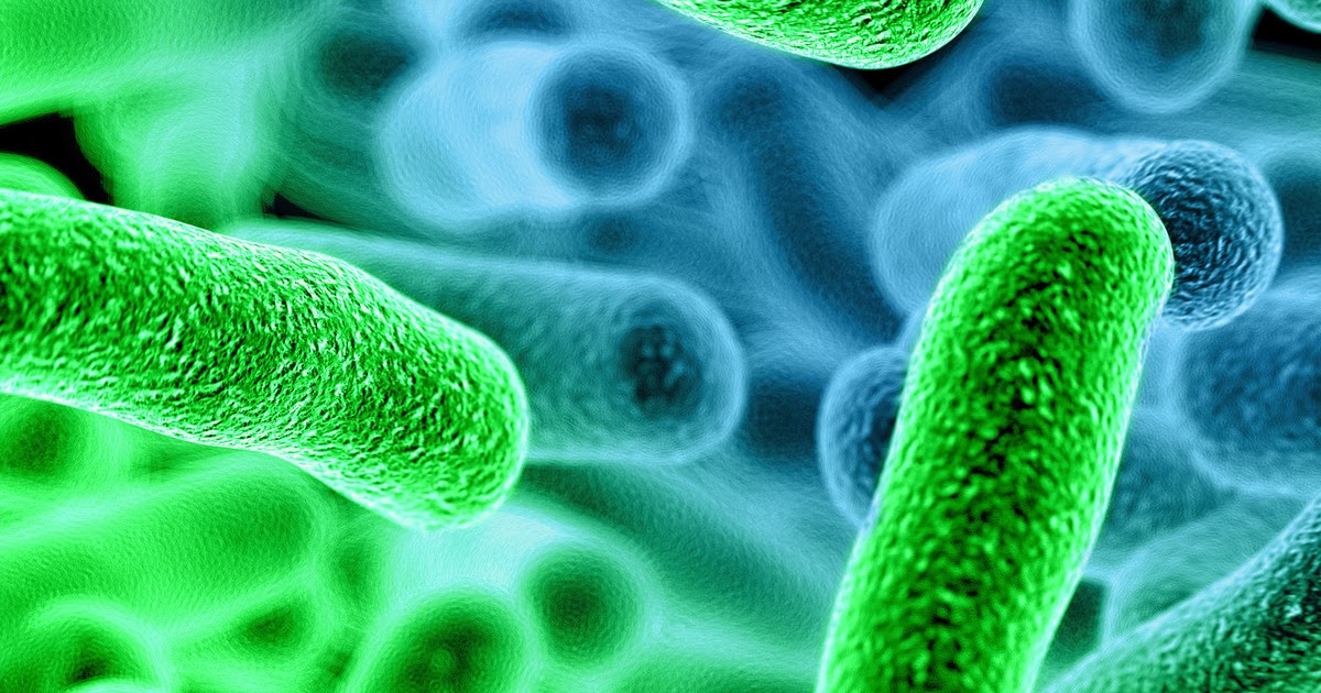Prélèvements en parasitologie (Dr.Chelgham) - Batna ~ COURS de la pharmacie