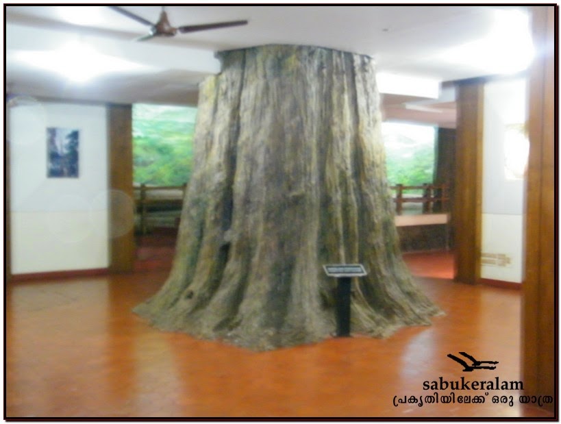 പ്രകൃതിയിലേക്ക് ഒരു യാത്ര (a travel towards NATURE): TEAK MUSEUM ...