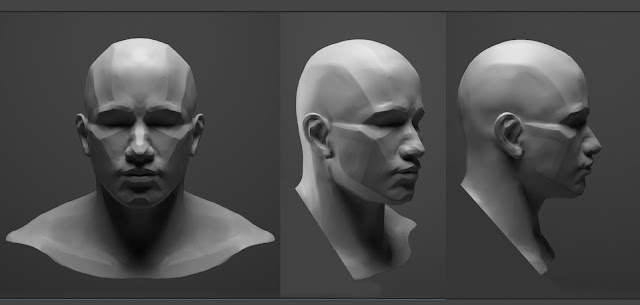 Anatomy: Head Planes Study