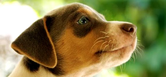 Portugal torrão natal: RAÇA DE CACHORRO IDEAL PARA CRIANÇA - FOX ...