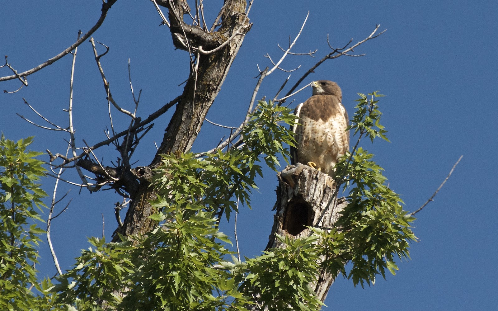 Swainson's Hawk Watch: Female Hawk gathers more leaves