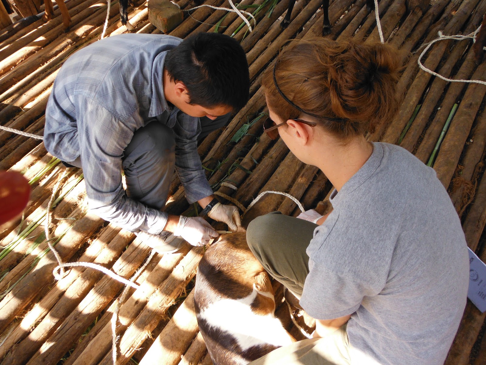 Uganda Goat Project 2013: The Goat Pass Out Ceremony