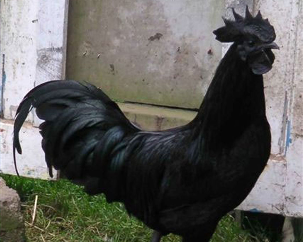 AYAM CEMANI: Foto Ayam Cemani
