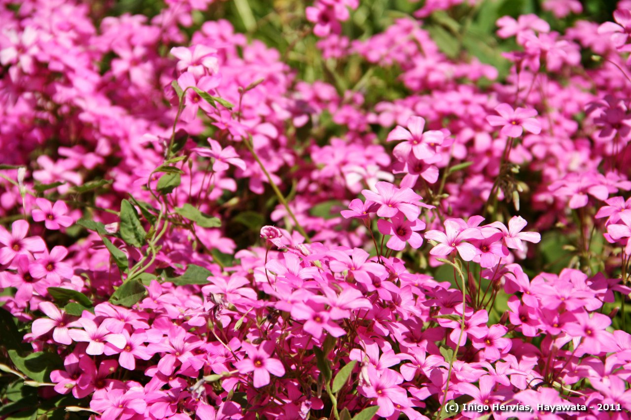 El blog de Hayawata: La flor del trébol