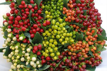 The Enchanted Petal: Hypericum