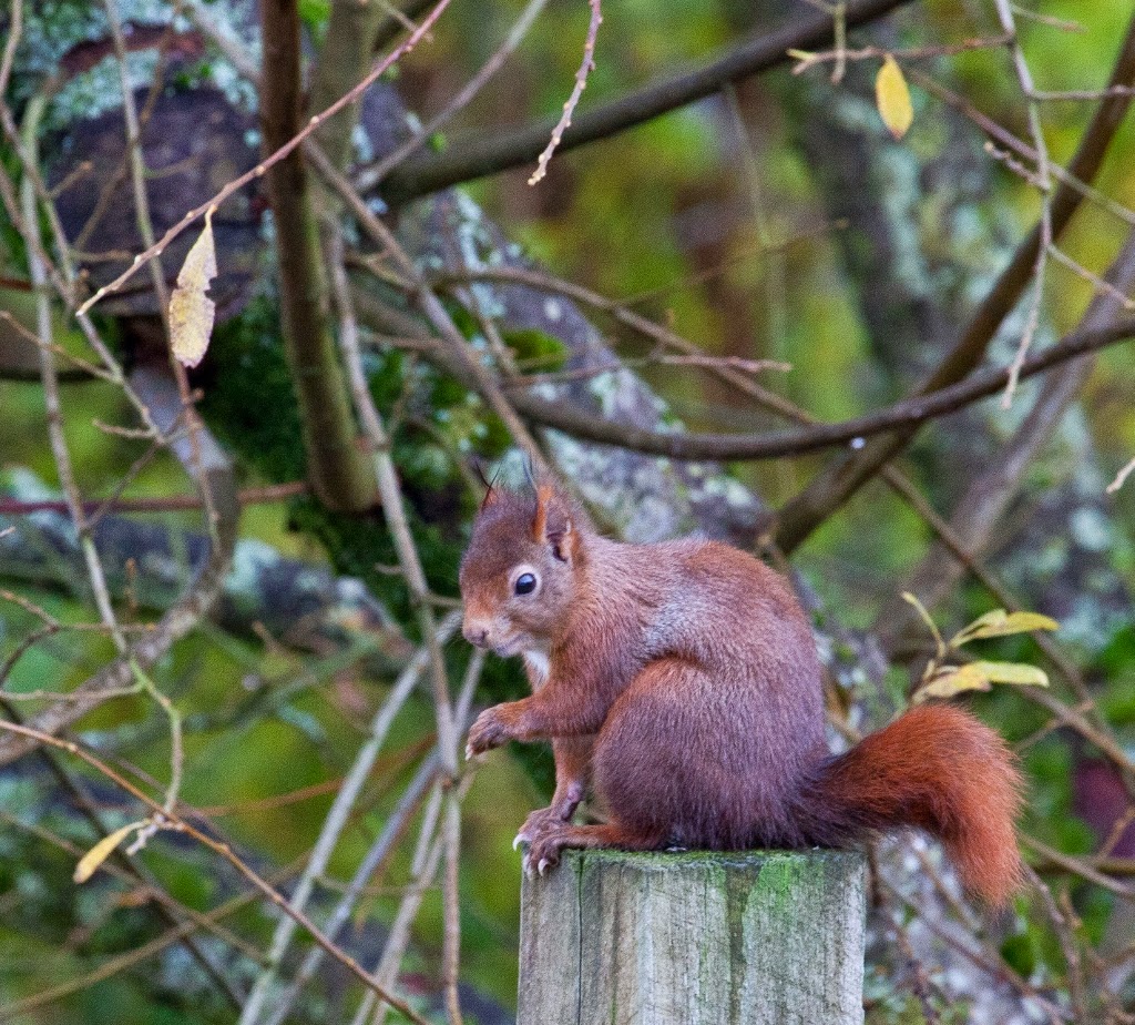 Arran in Focus Photography: Red Squirrels (A to Z challenge)