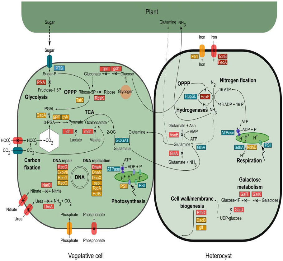 Formation of root nodules,Leghaemoglobin and Symbiotic nitrogen fixation