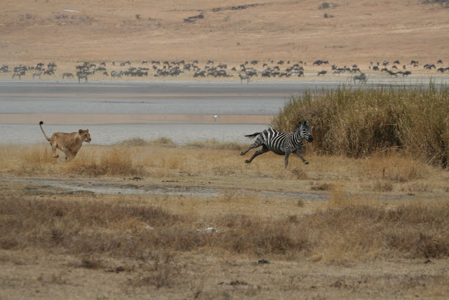 Ben There Seen That: Lion Chasing Zebra