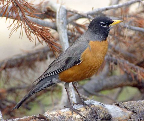 "Bird Poop" of north Texas: Robins have moved northward: 206 miles at ...