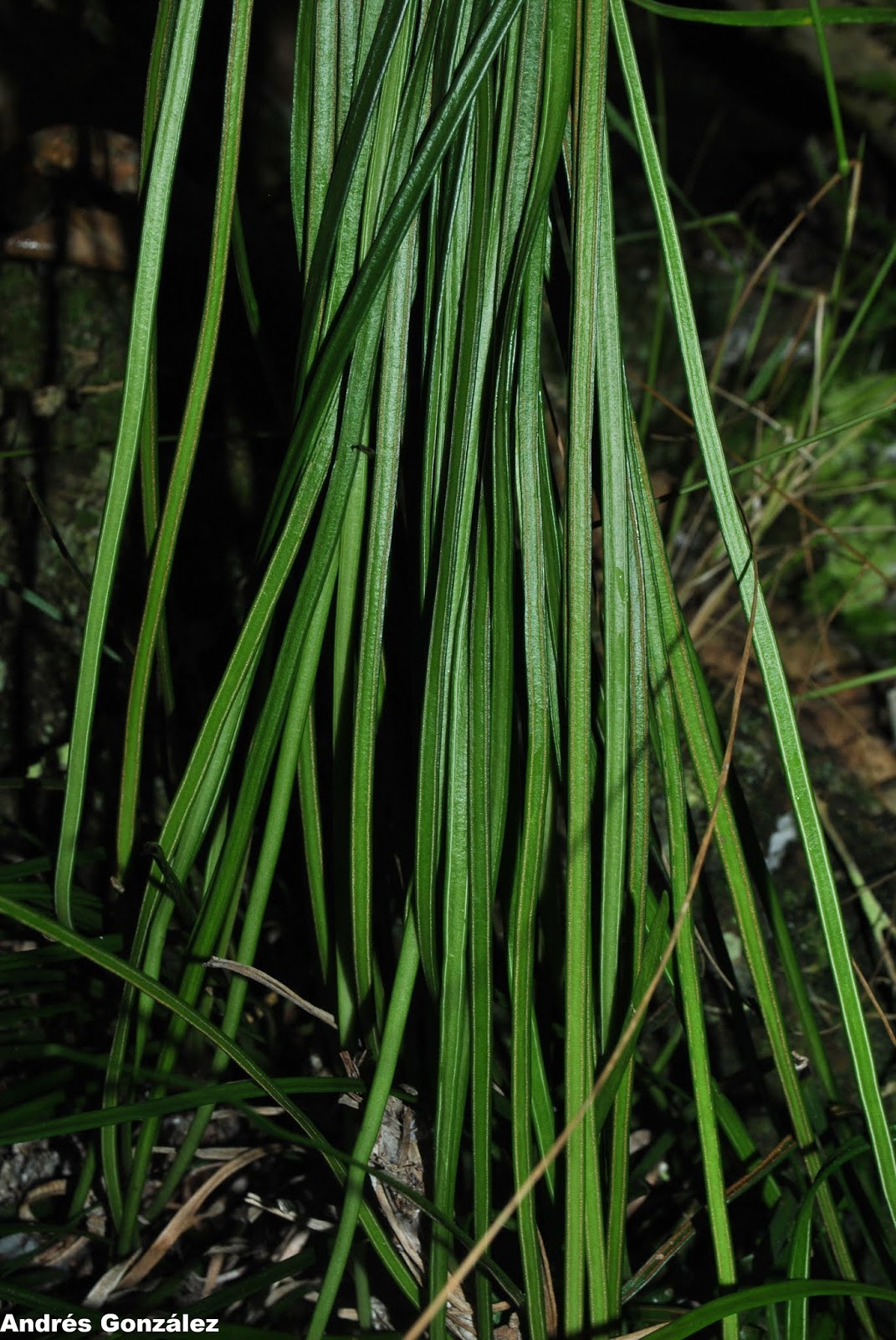 FOTOS DE FLORA NATIVA Y ADVENTICIAS DE URUGUAY : Vittaria graminifolia ...