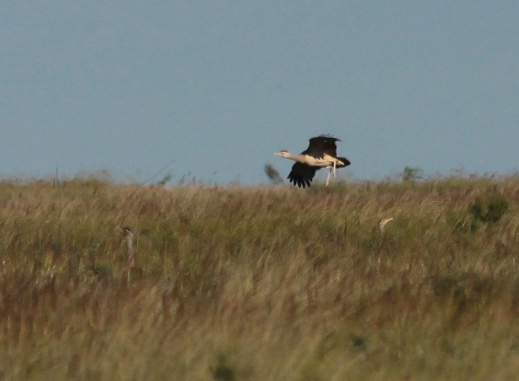 Central Australia Bird Photos: Australian Bustard - also known as Bush ...