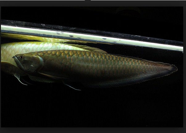 Ikan Arwana Black Brazil, Dan Harga Arwana Silver Pada Pasaran - cara ...
