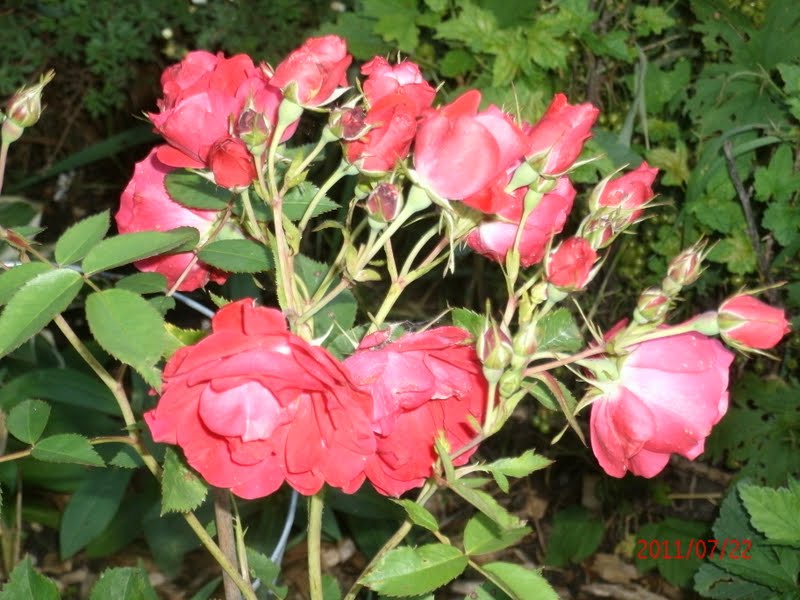 Carola's Alberta Garden 2019: Morden Roses